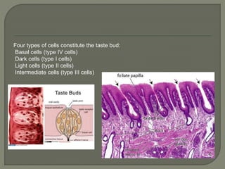 Oral cavity anatomy and histology | PPTX