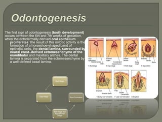 Oral cavity anatomy and histology | PPTX