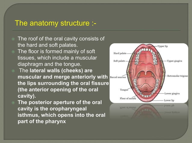 Oral cavity anatomy and histology | PPTX | Dental Health | Diseases and ...