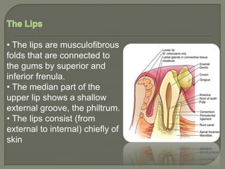 Oral cavity anatomy and histology | PPTX