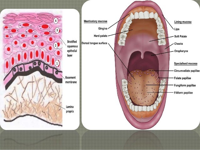 Histology Of Oral Cavity Nbkomputer