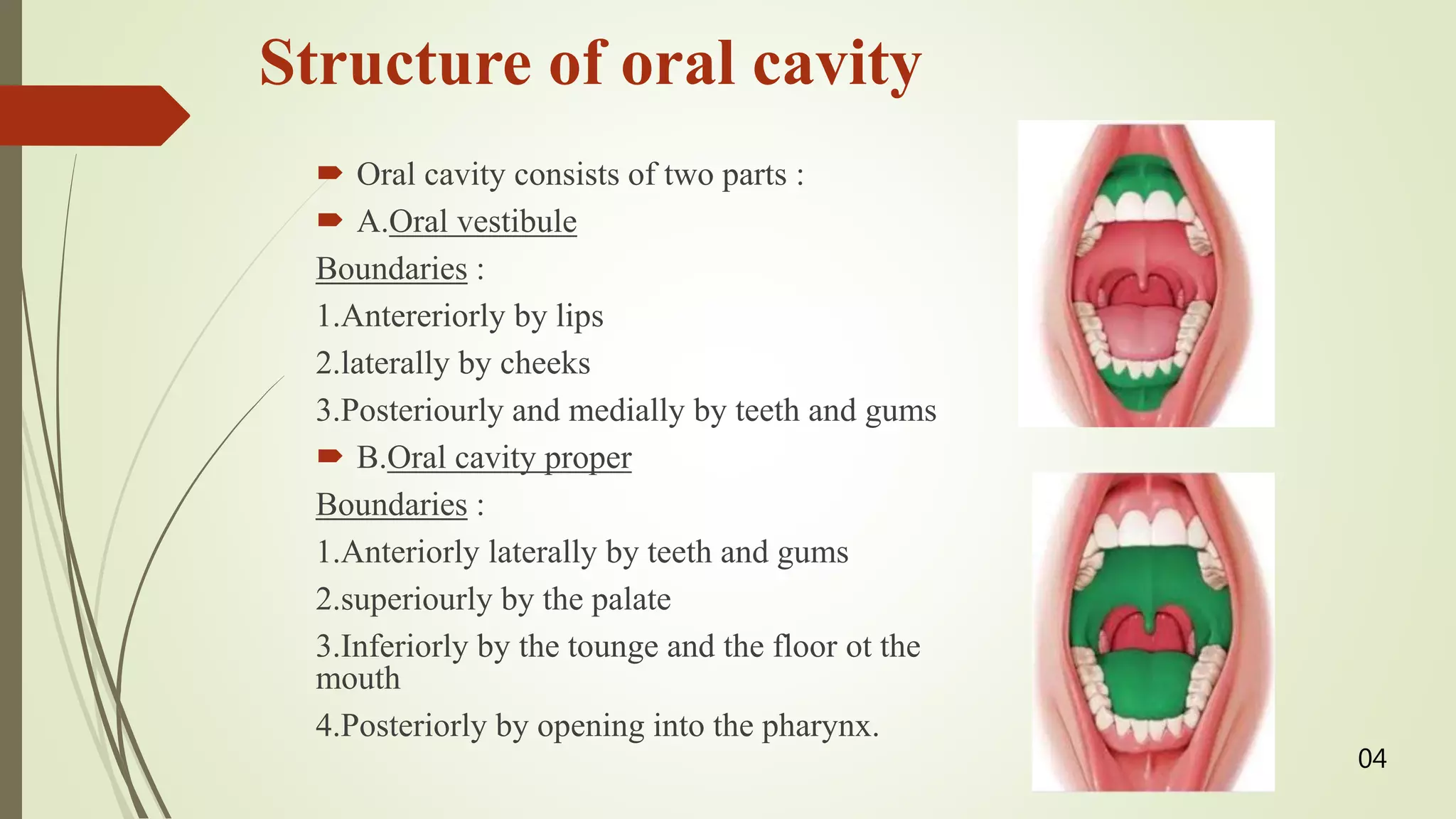 Oral Cavity | PPTX