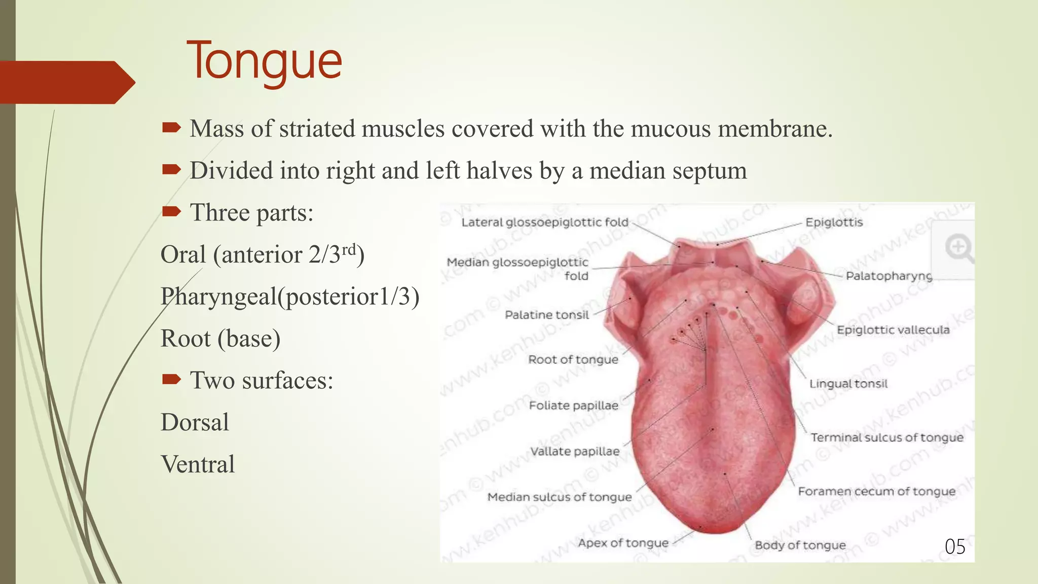 Oral Cavity | PPTX