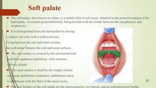 Oral Cavity | PPTX