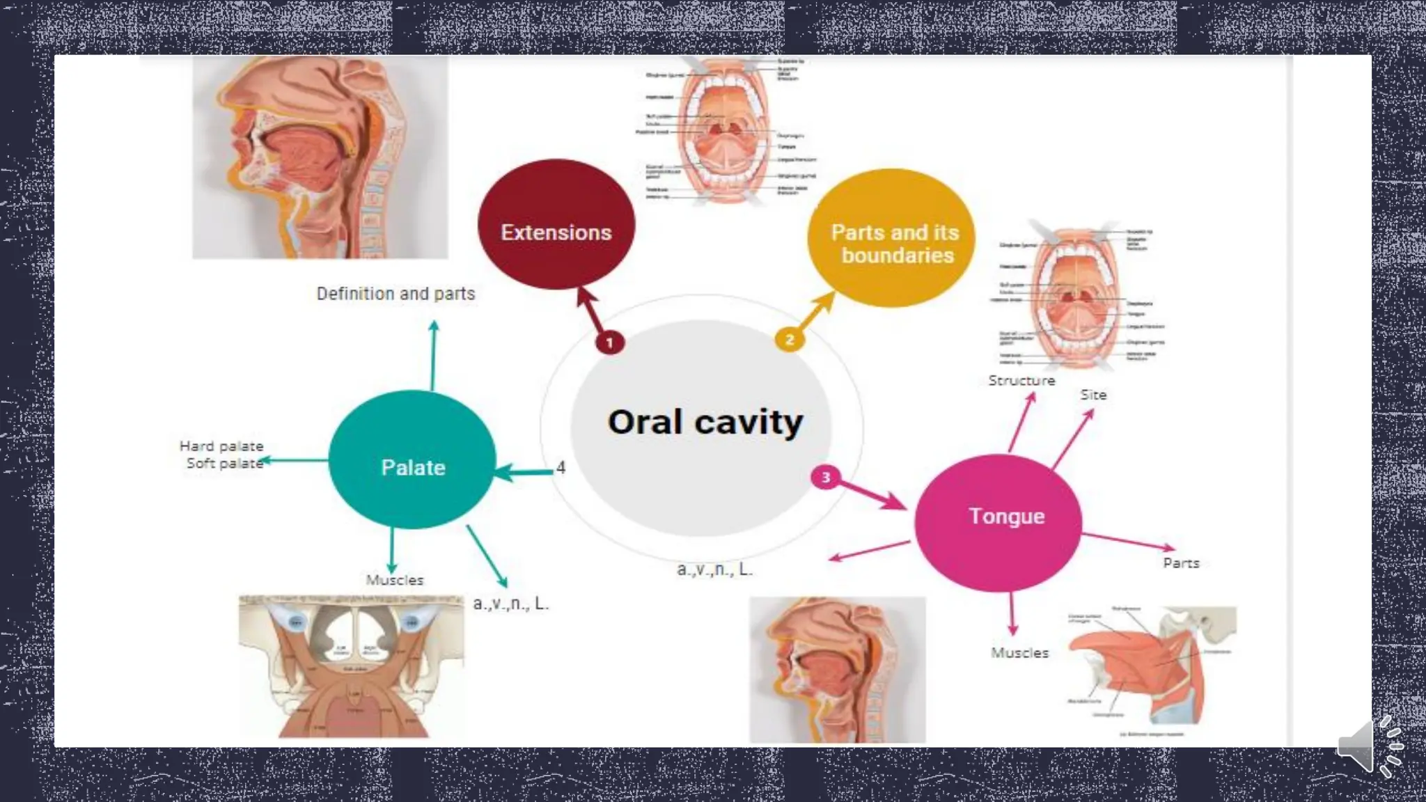 oral cavity.pdf