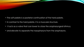 introduction to the anatomy Oral cavity.pptx