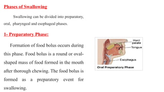 physiology of the Oral cavity - Lecture for dental students | PPTX
