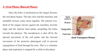 physiology of the Oral cavity - Lecture for dental students | PPTX ...