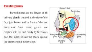 physiology of the Oral cavity - Lecture for dental students | PPTX