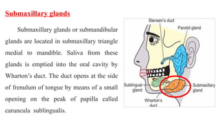 physiology of the Oral cavity - Lecture for dental students | PPTX ...