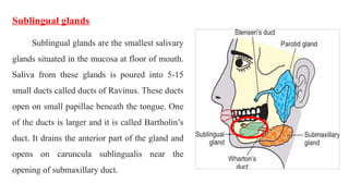 physiology of the Oral cavity - Lecture for dental students | PPTX