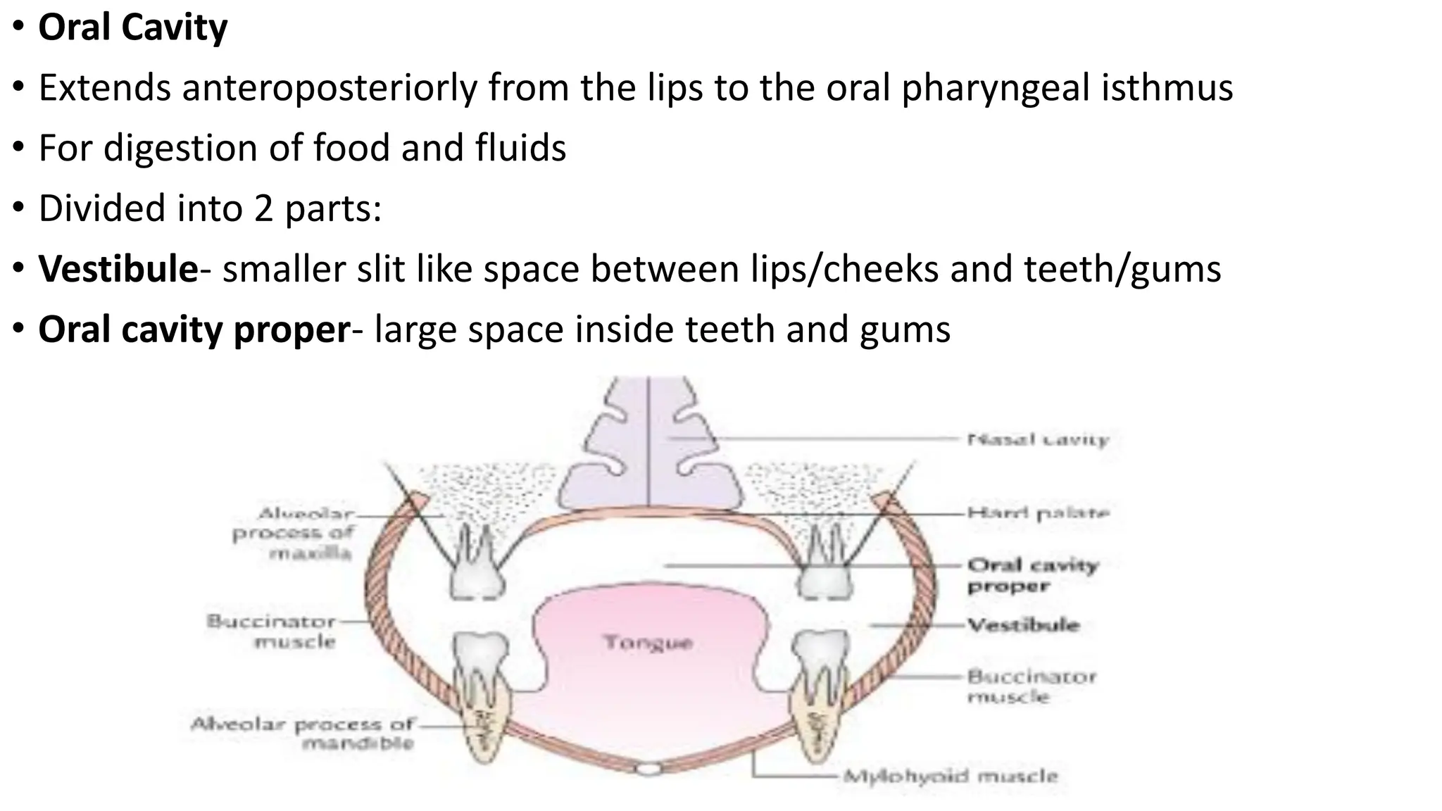 Anatomy of the ORAL CAVITY gastrointestinal system.pdf