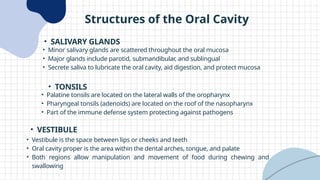 ORAL CAVITYy and teeth developmentt.pptx