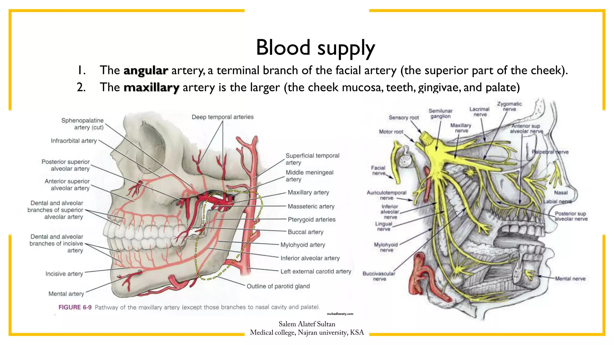 Anatomy of oral cavity | PPT