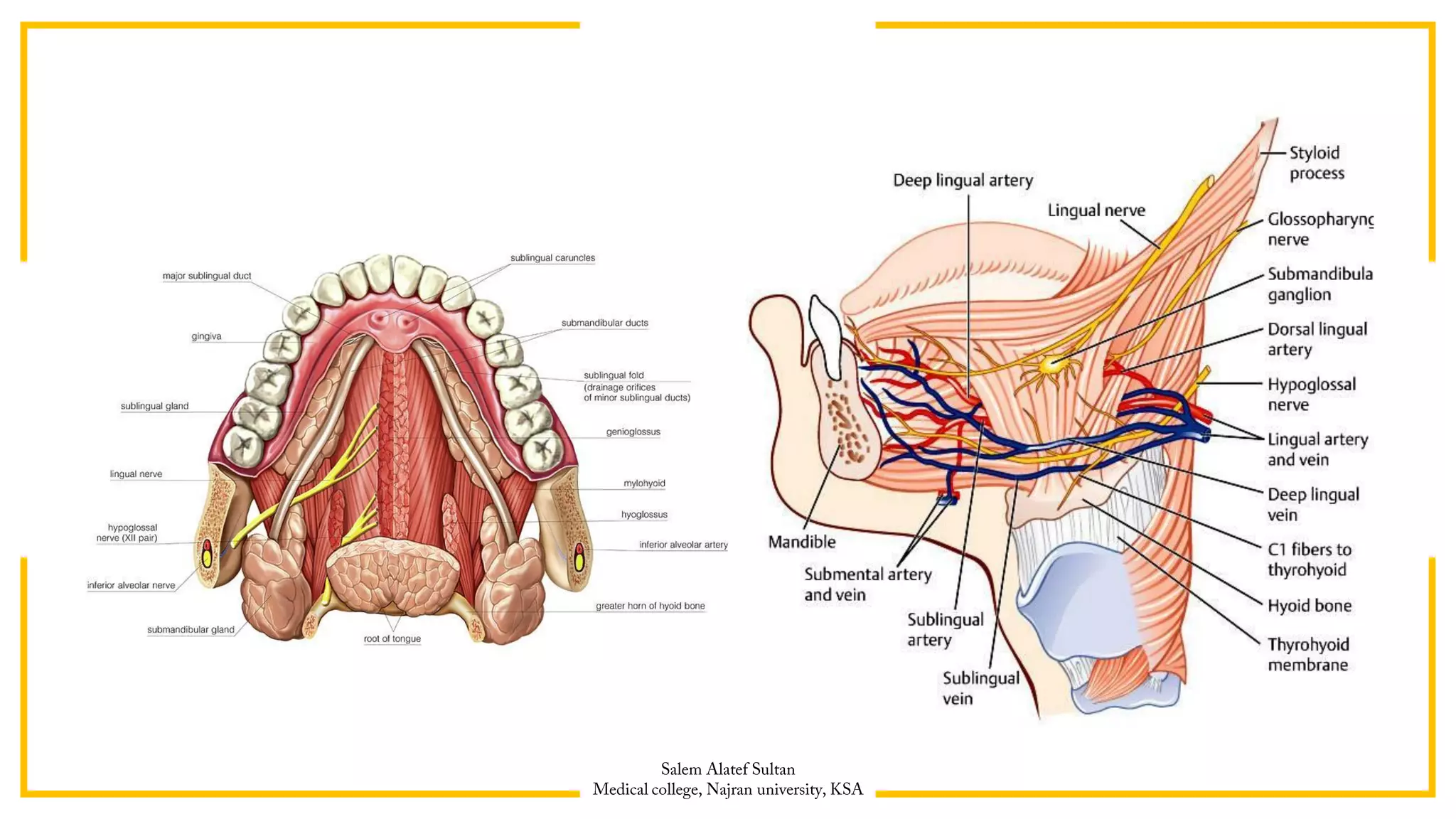 Anatomy of oral cavity | PPT