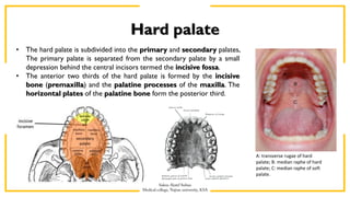 Anatomy of oral cavity | PPT