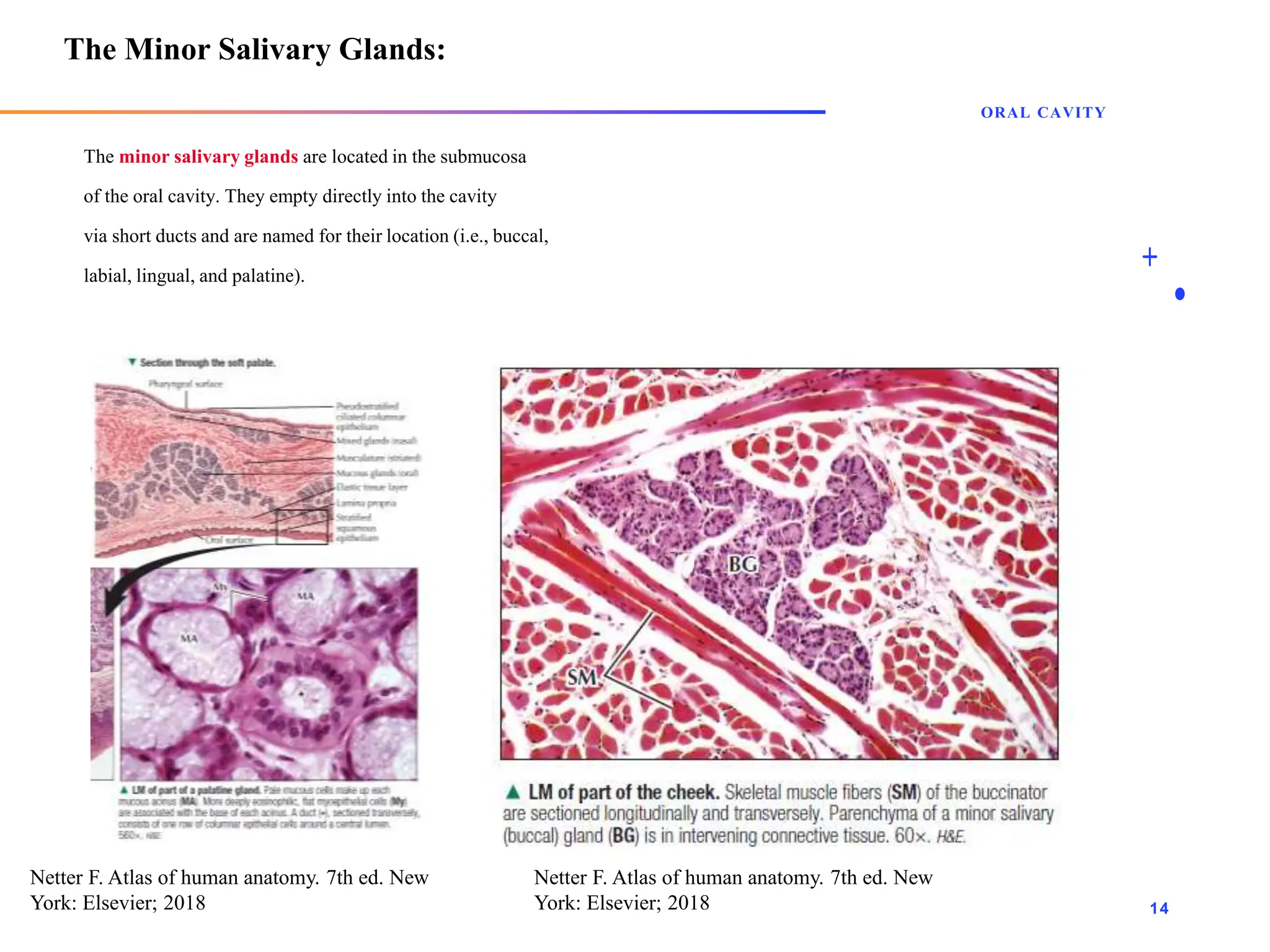 histology of the oral cavity - maha hammady.pptx