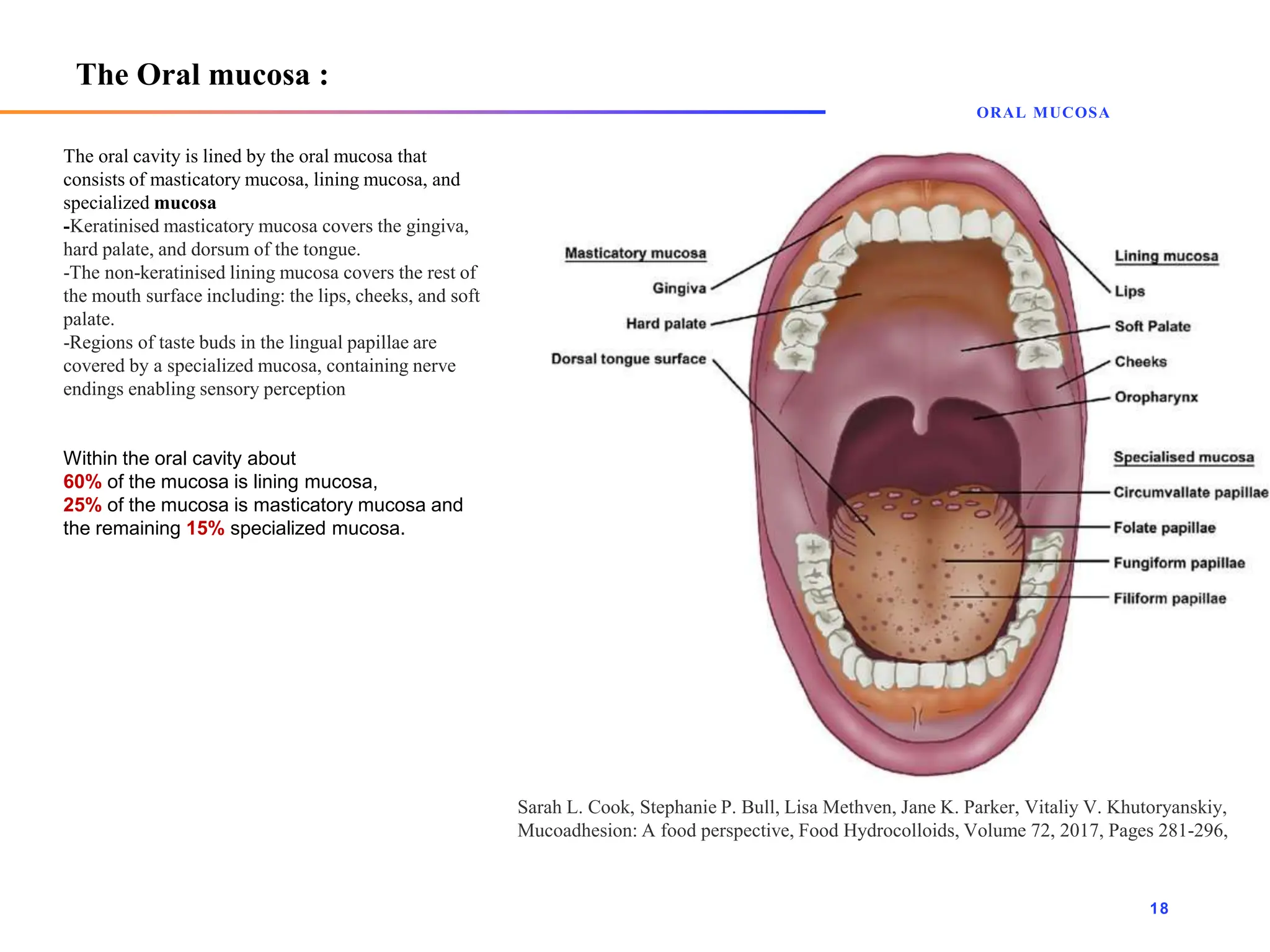 histology of the oral cavity - maha hammady.pptx