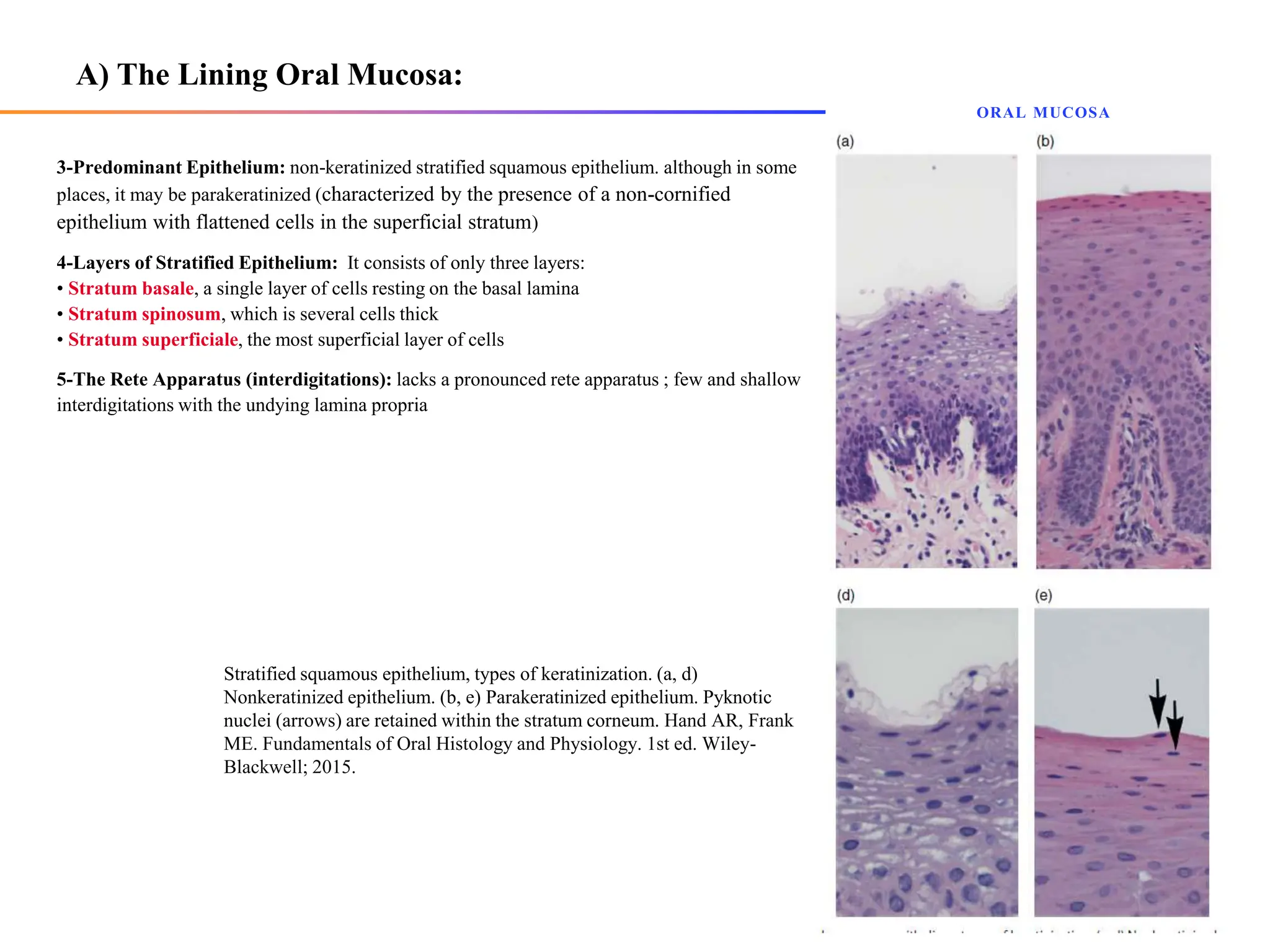 histology of the oral cavity - maha hammady.pptx