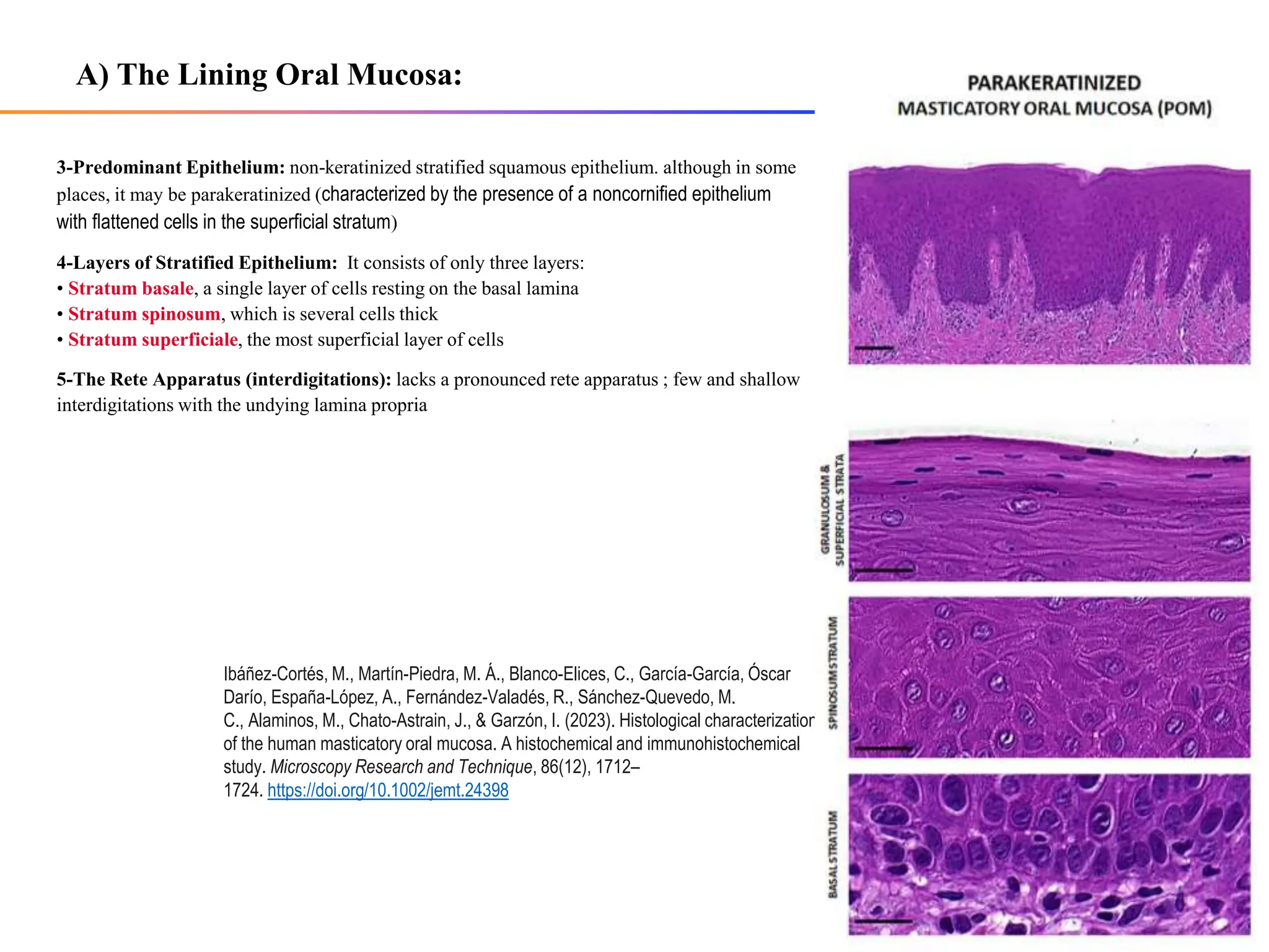 histology of the oral cavity - maha hammady.pptx