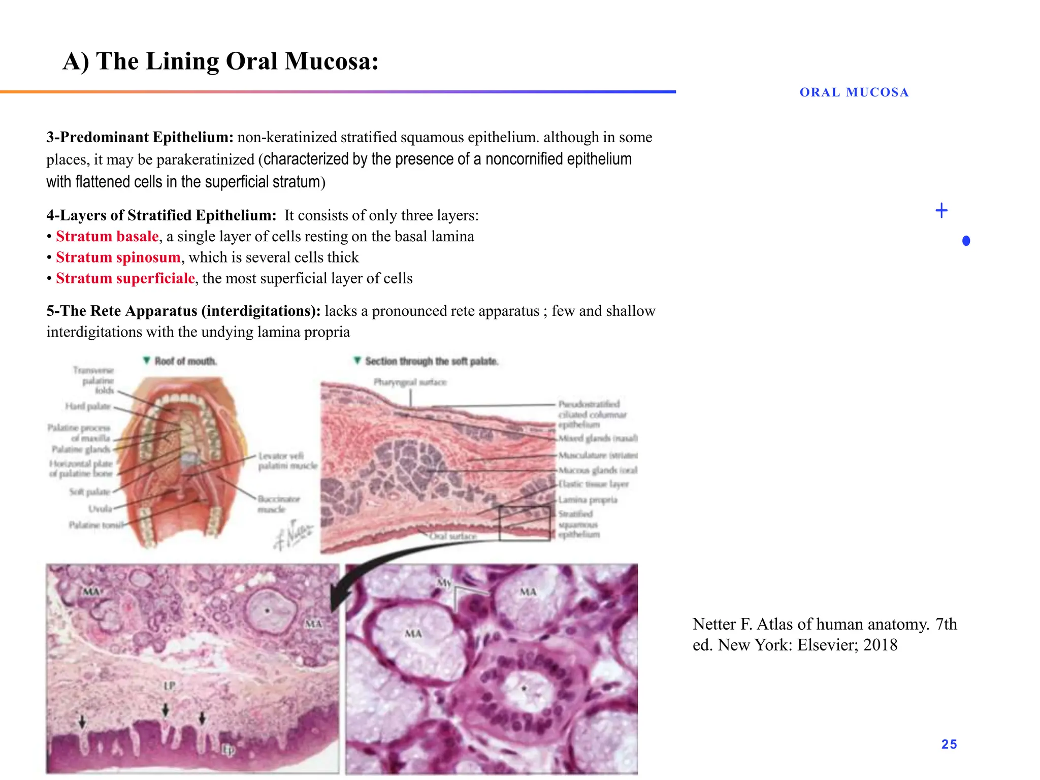histology of the oral cavity - maha hammady.pptx