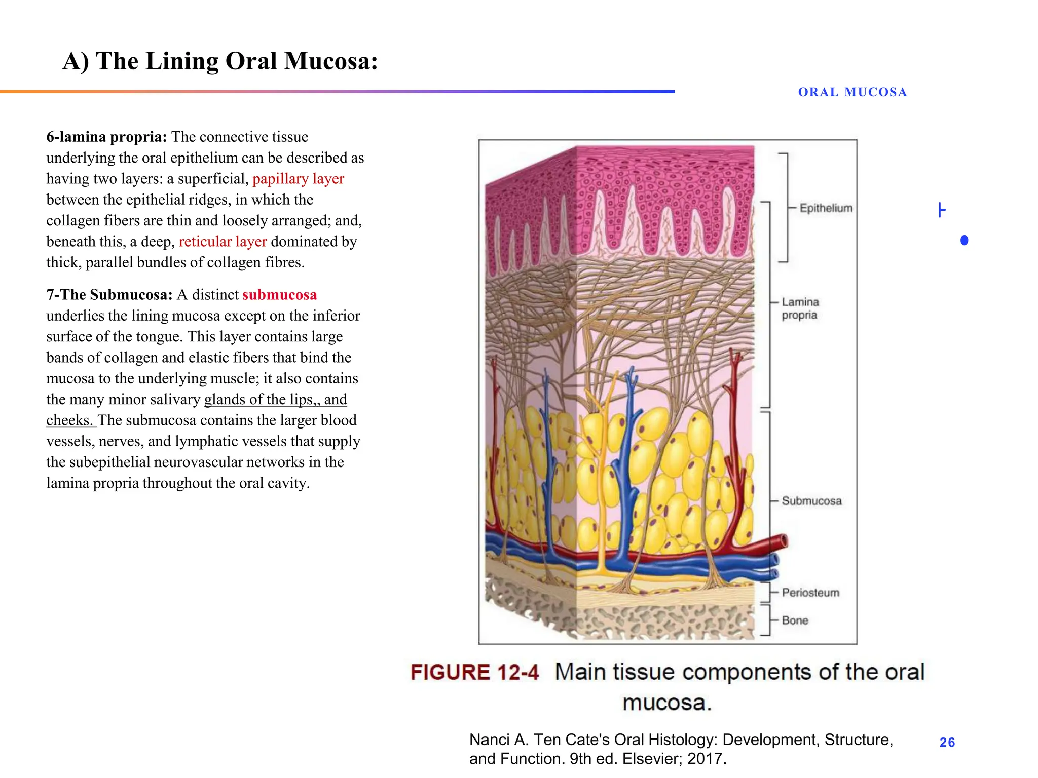 histology of the oral cavity - maha hammady.pptx