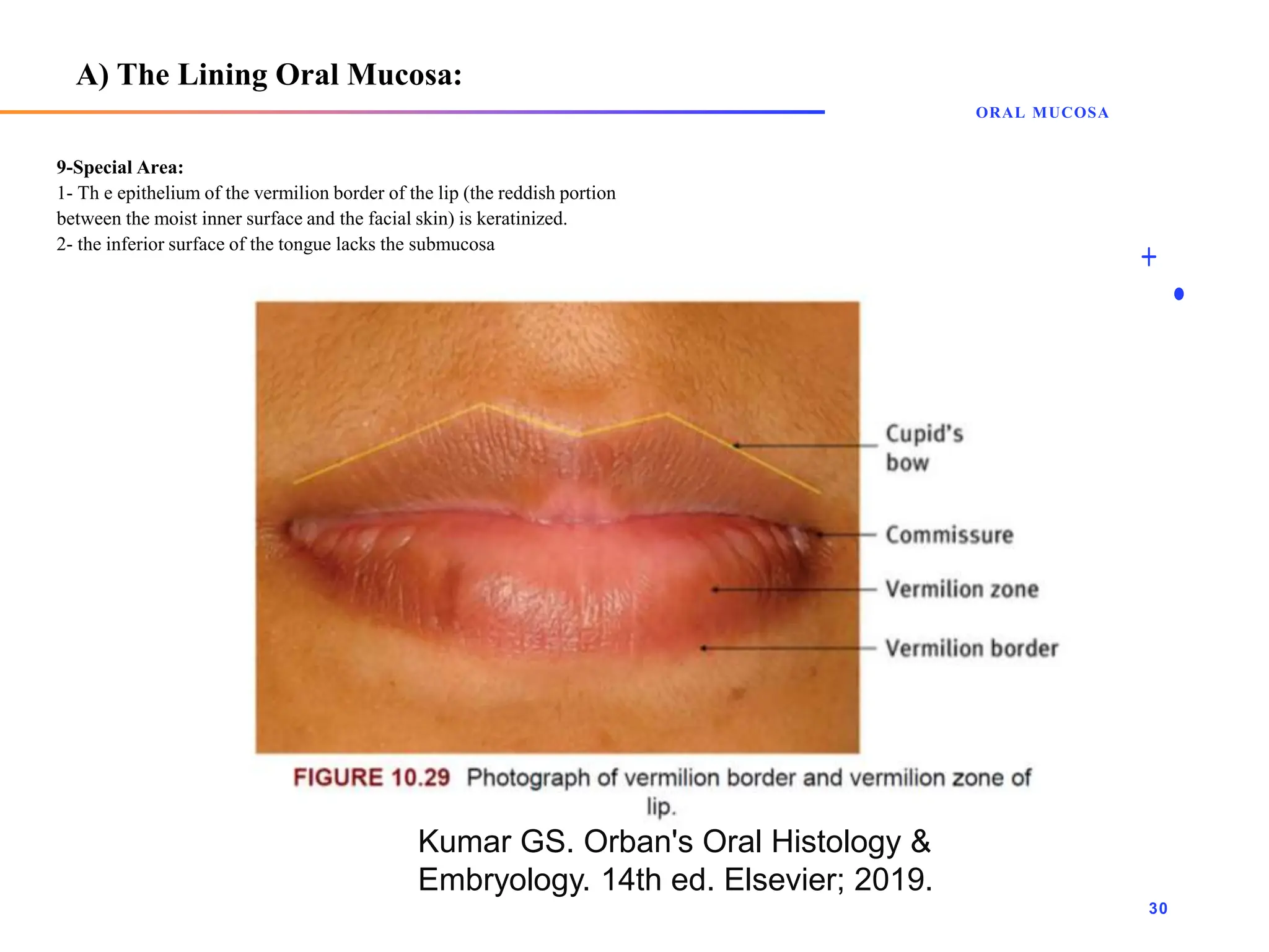 histology of the oral cavity - maha hammady.pptx