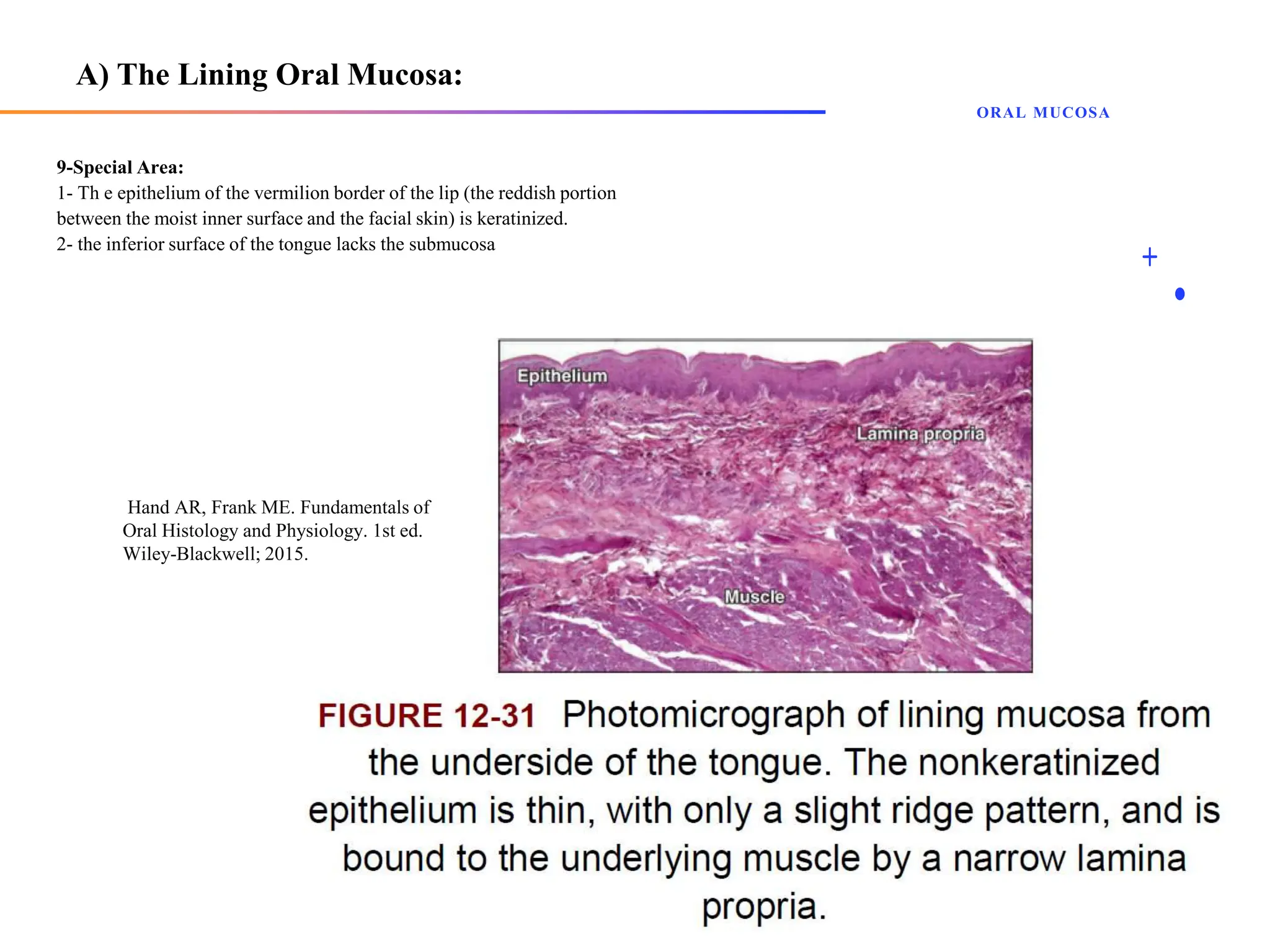 histology of the oral cavity - maha hammady.pptx