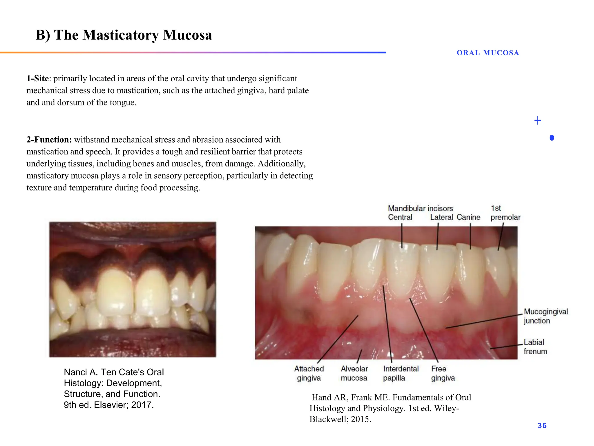 histology of the oral cavity - maha hammady.pptx