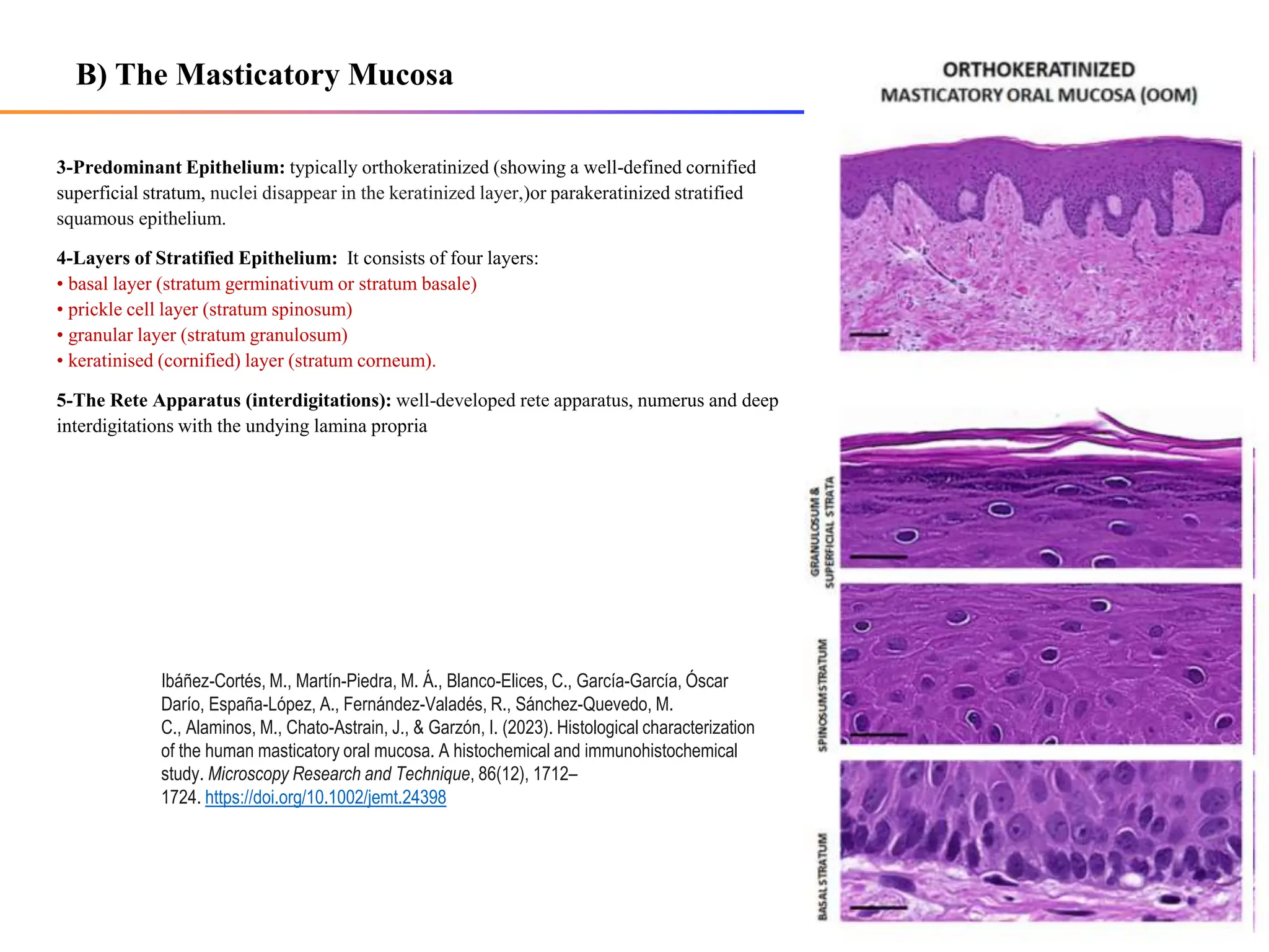 histology of the oral cavity - maha hammady.pptx