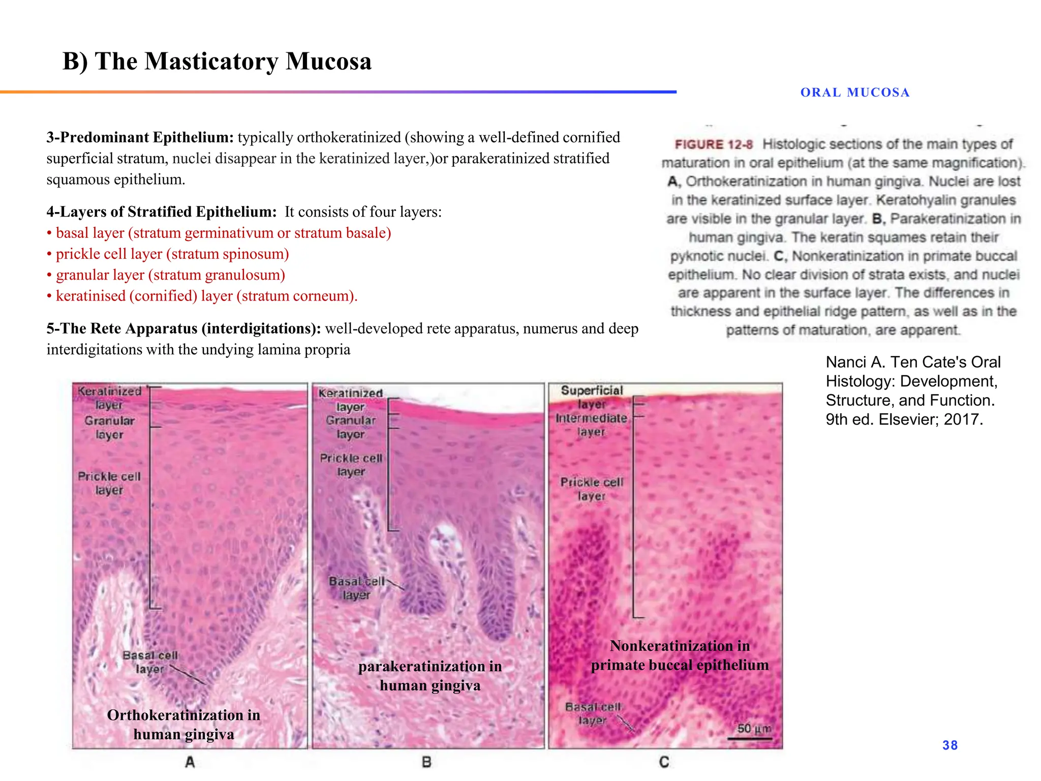 histology of the oral cavity - maha hammady.pptx