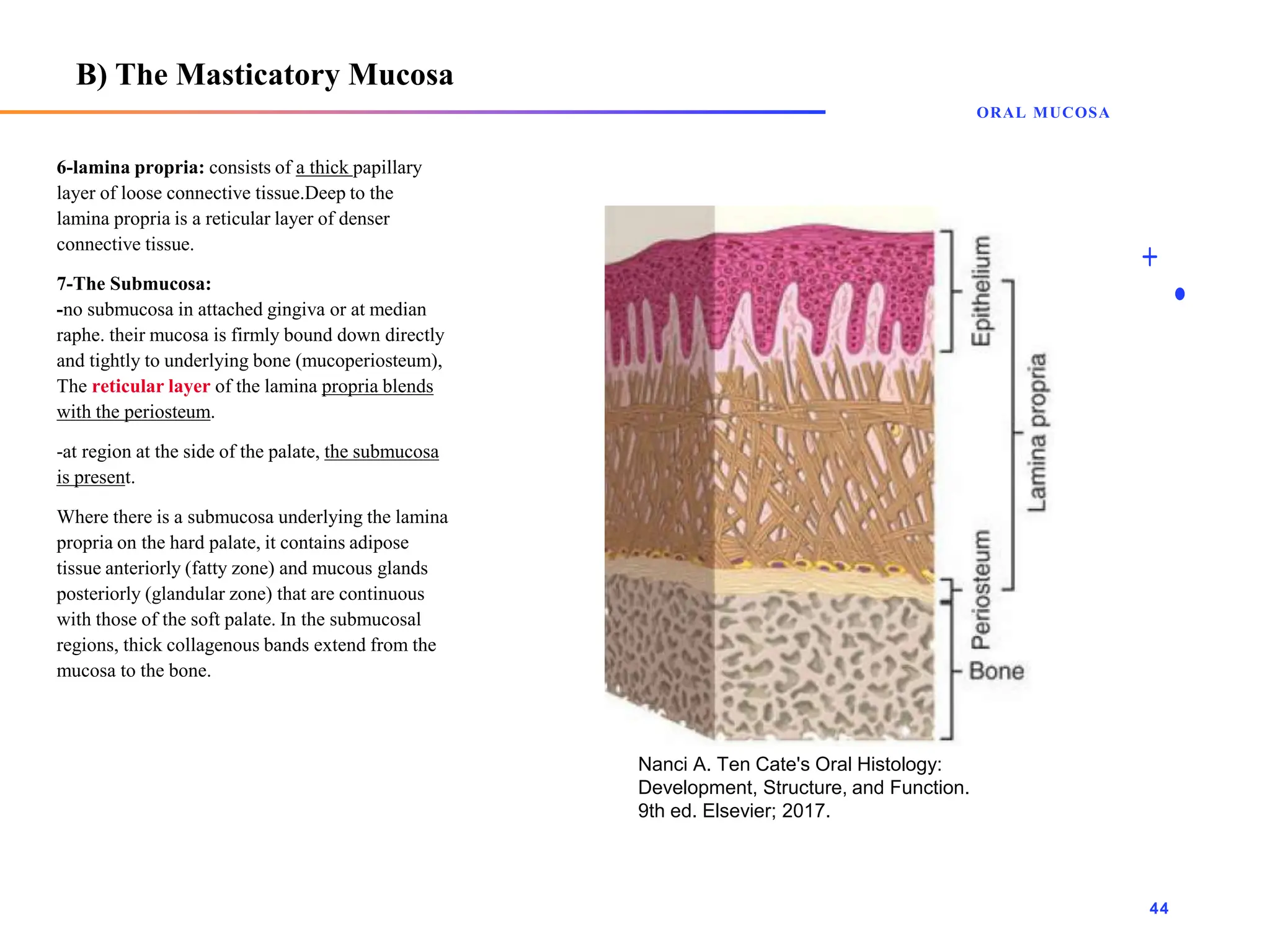 oral cavity histology layers