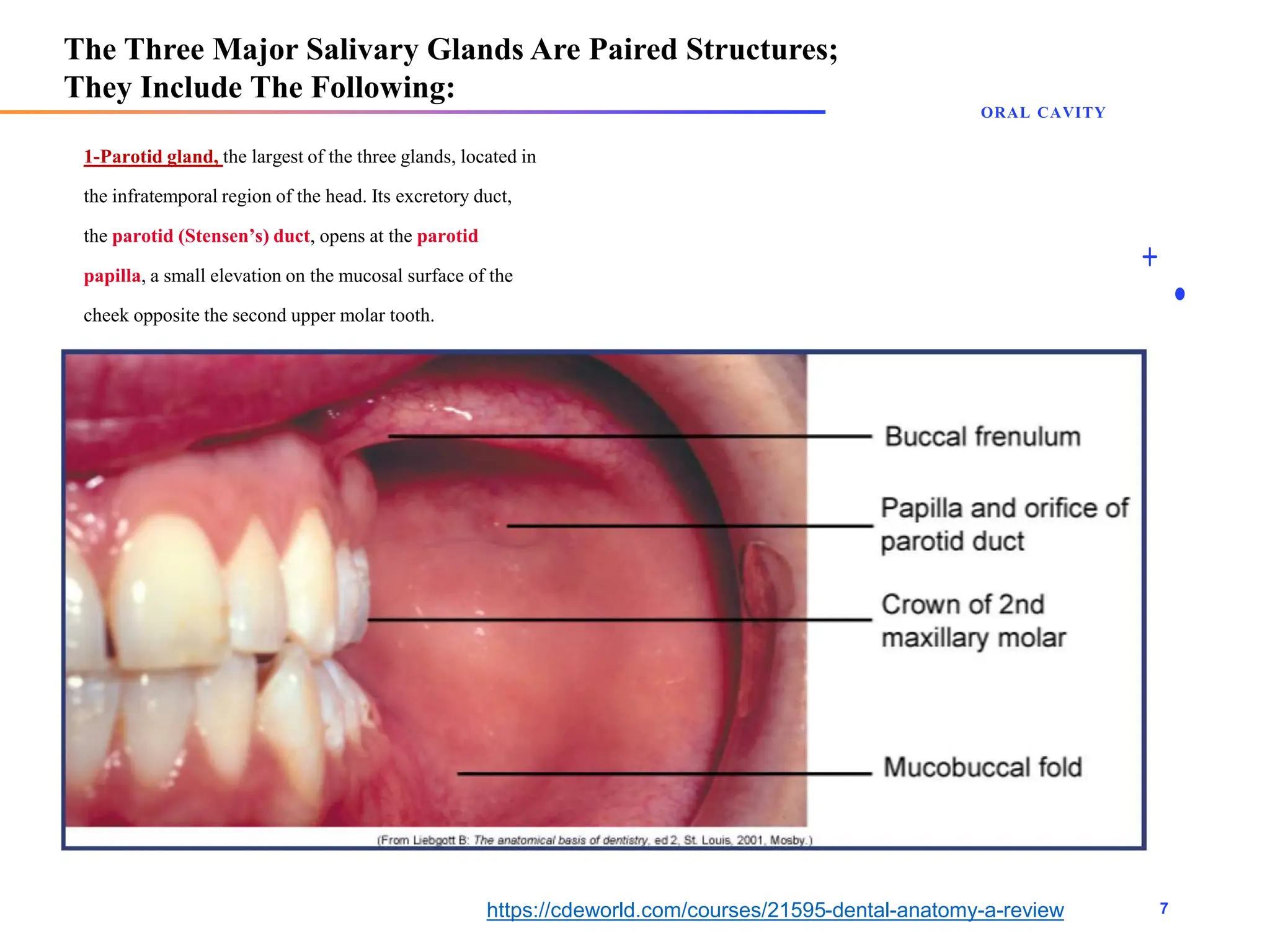 histology of the oral cavity - maha hammady.pptx