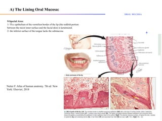 histology of the oral cavity - maha hammady.pptx