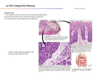 histology of the oral cavity - maha hammady.pptx