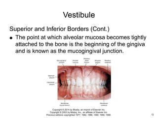Nomenclature: Oral cavity | PPT