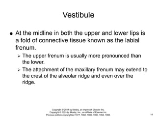 Nomenclature: Oral cavity | PPTX