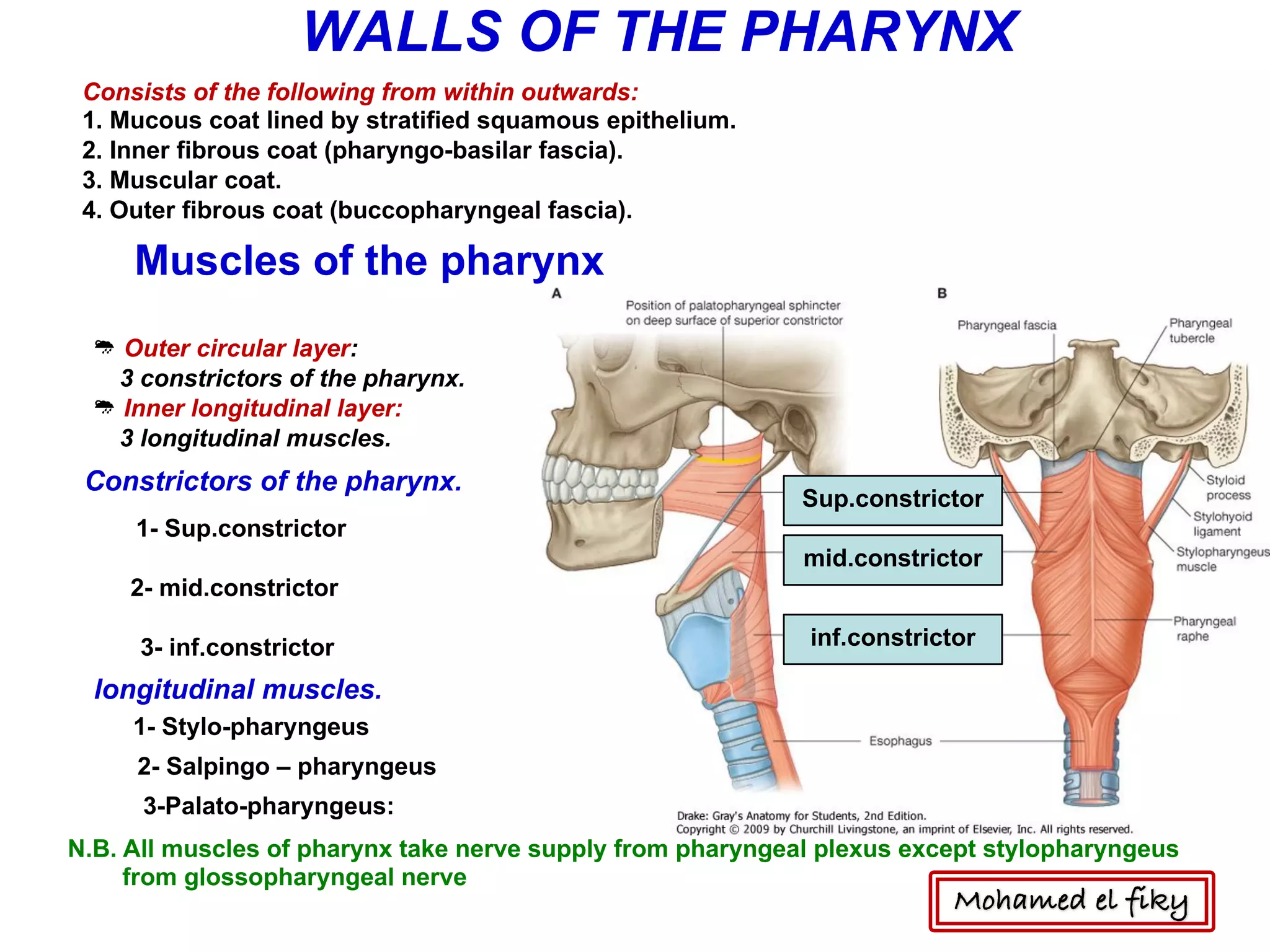 Oral cavity palate - pharynx | PDF