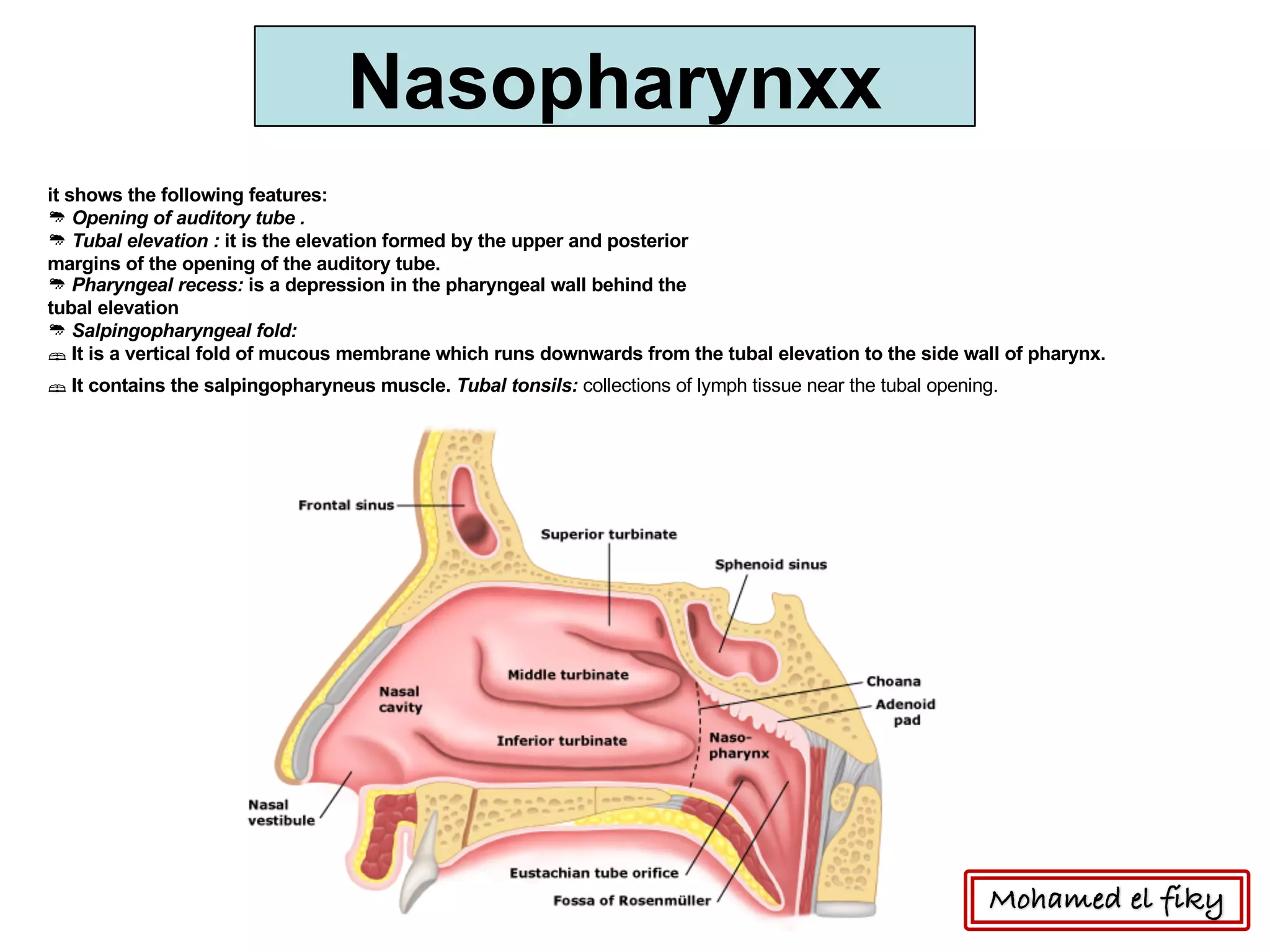Oral cavity palate - pharynx | PDF