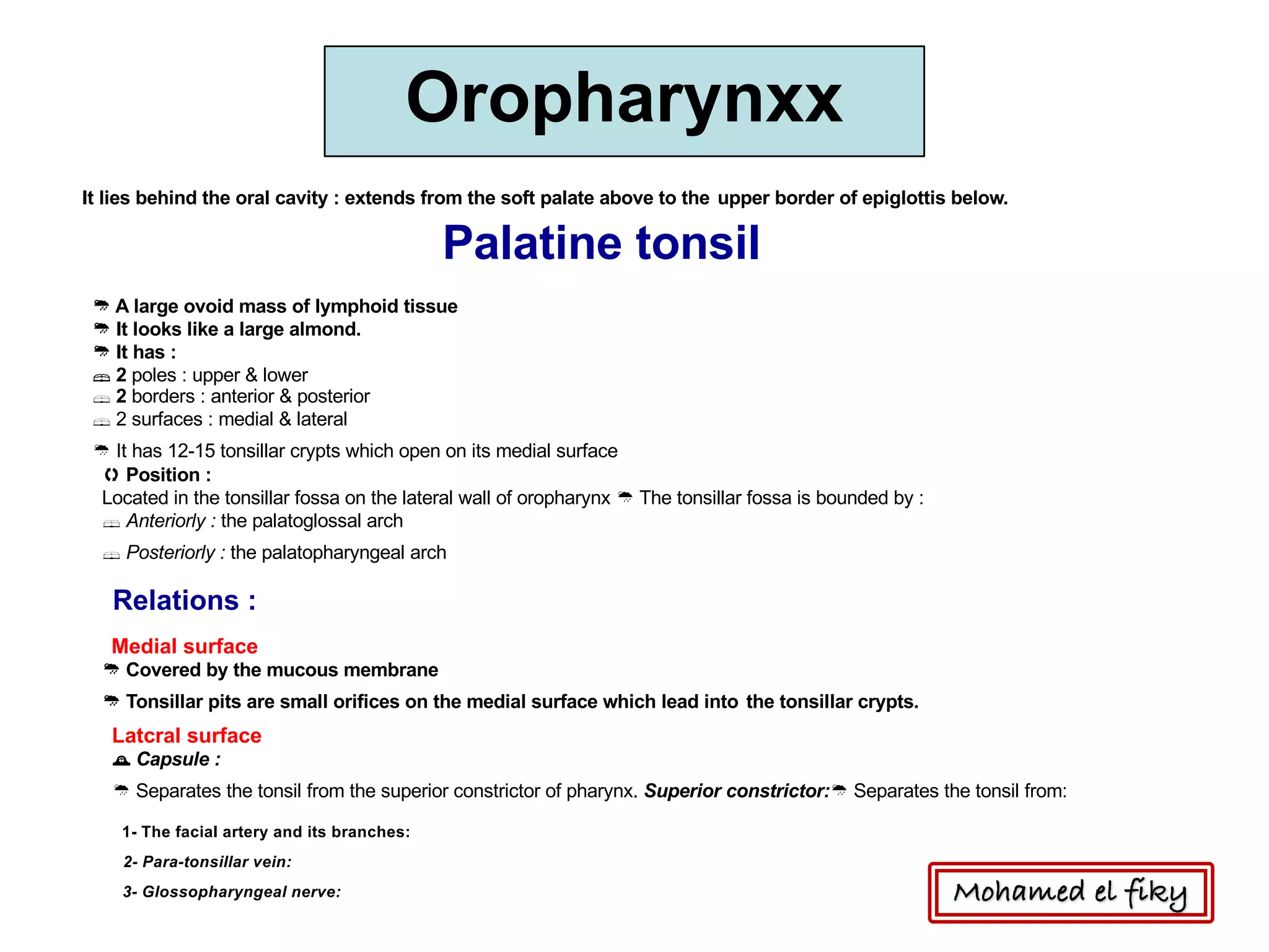 Oral cavity palate - pharynx | PDF