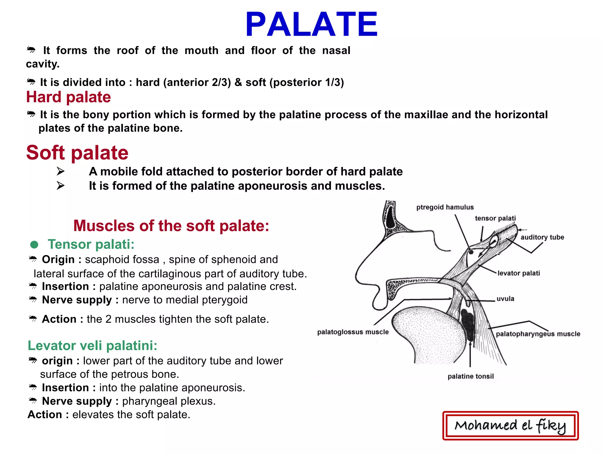 Oral cavity palate - pharynx | PDF