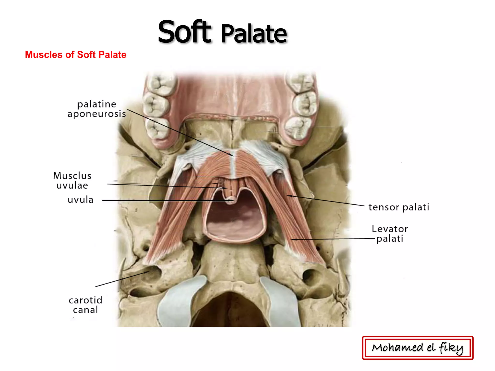 Oral cavity palate - pharynx | PDF