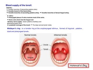 Oral cavity palate - pharynx | PDF