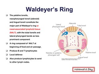 Oral cavity palate - pharynx | PDF