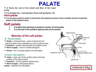 Oral cavity palate - pharynx | PDF