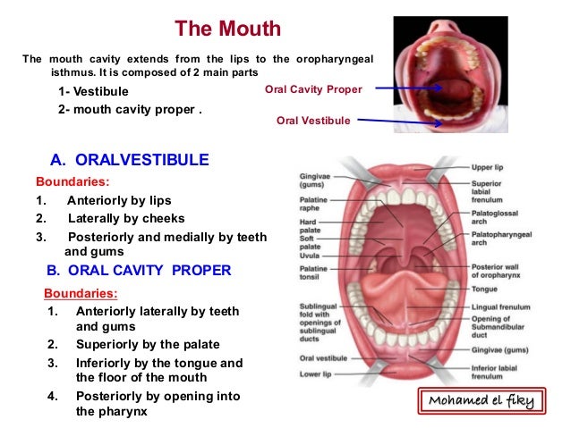 Oral Cavity Definition Anatomy Functions Diagram
