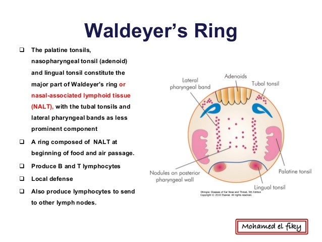 Oral cavity palate - pharynx