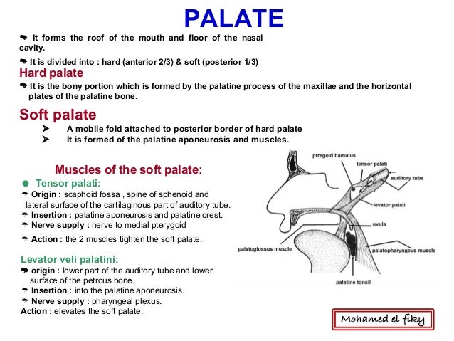 Oral cavity palate - pharynx