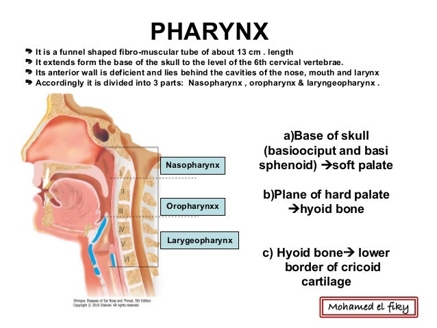 Oral cavity palate - pharynx