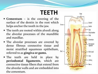 Oral Cavity | PPTX